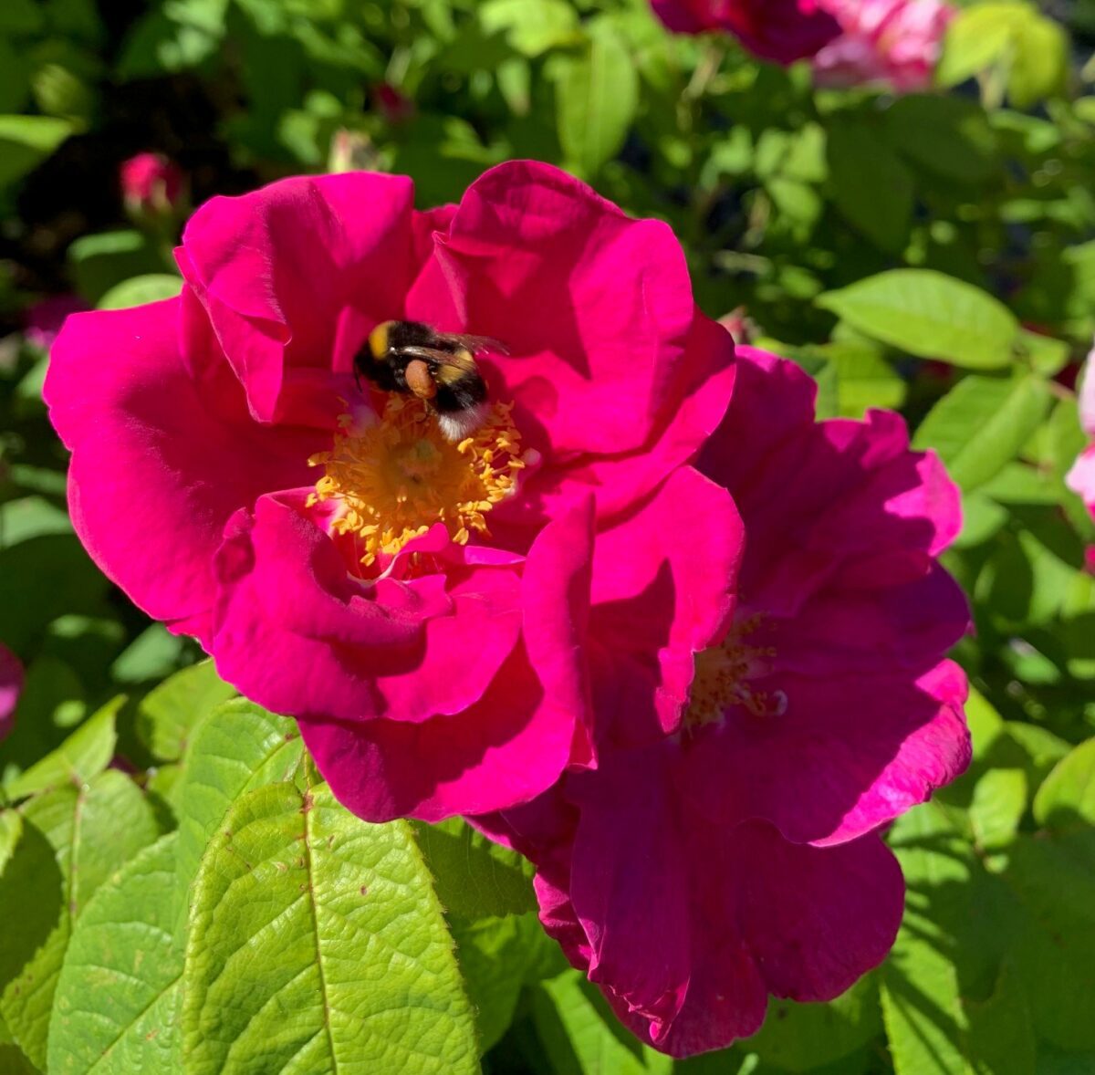 Historiske roser - engangsblomstrende