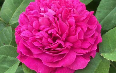 Norsk Roseforening - For oss med interesse og lidenskap for roser og ...